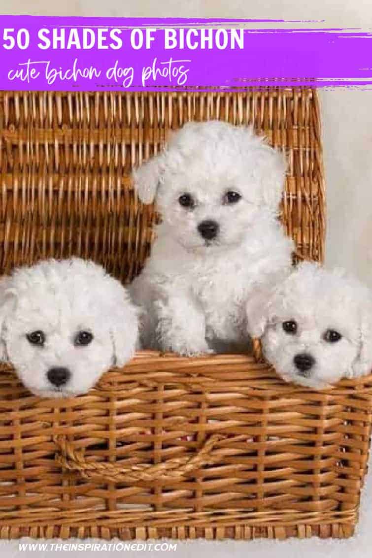 50 Shades of Bichon Dog Photos | The Inspiration Edit