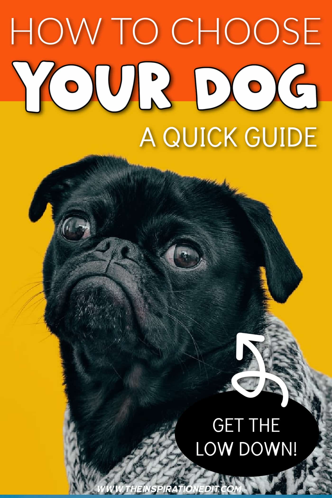 How to Choose a Dog for Your Family | The Inspiration Edit