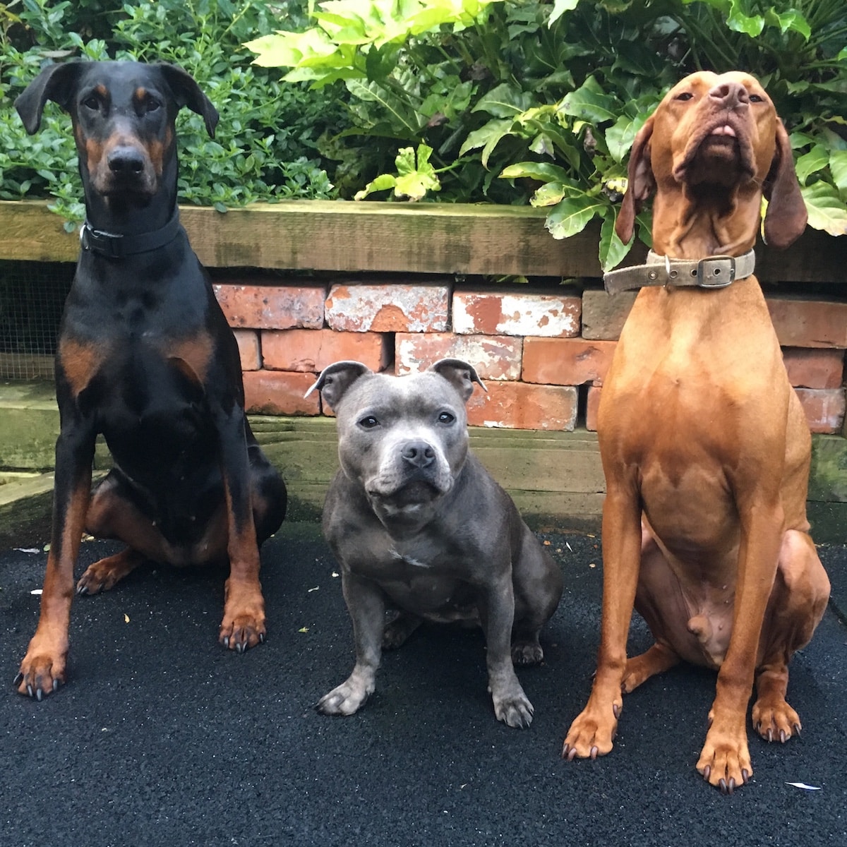 12 Most Protective and Loyal Dog Breeds | The Inspiration Edit