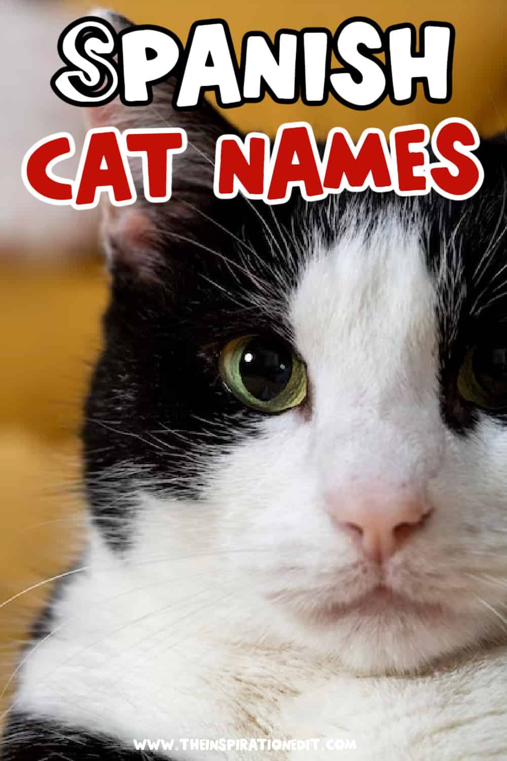 Spanish Cat Names: To Try | The Inspiration Edit