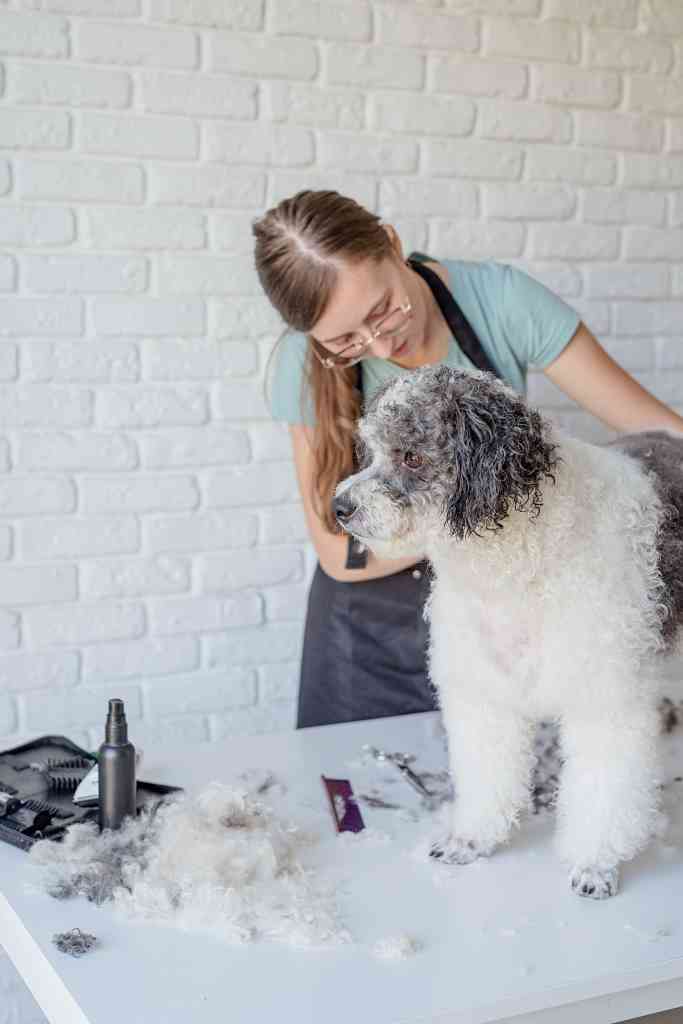 A Guide to Dog Grooming | The Inspiration Edit