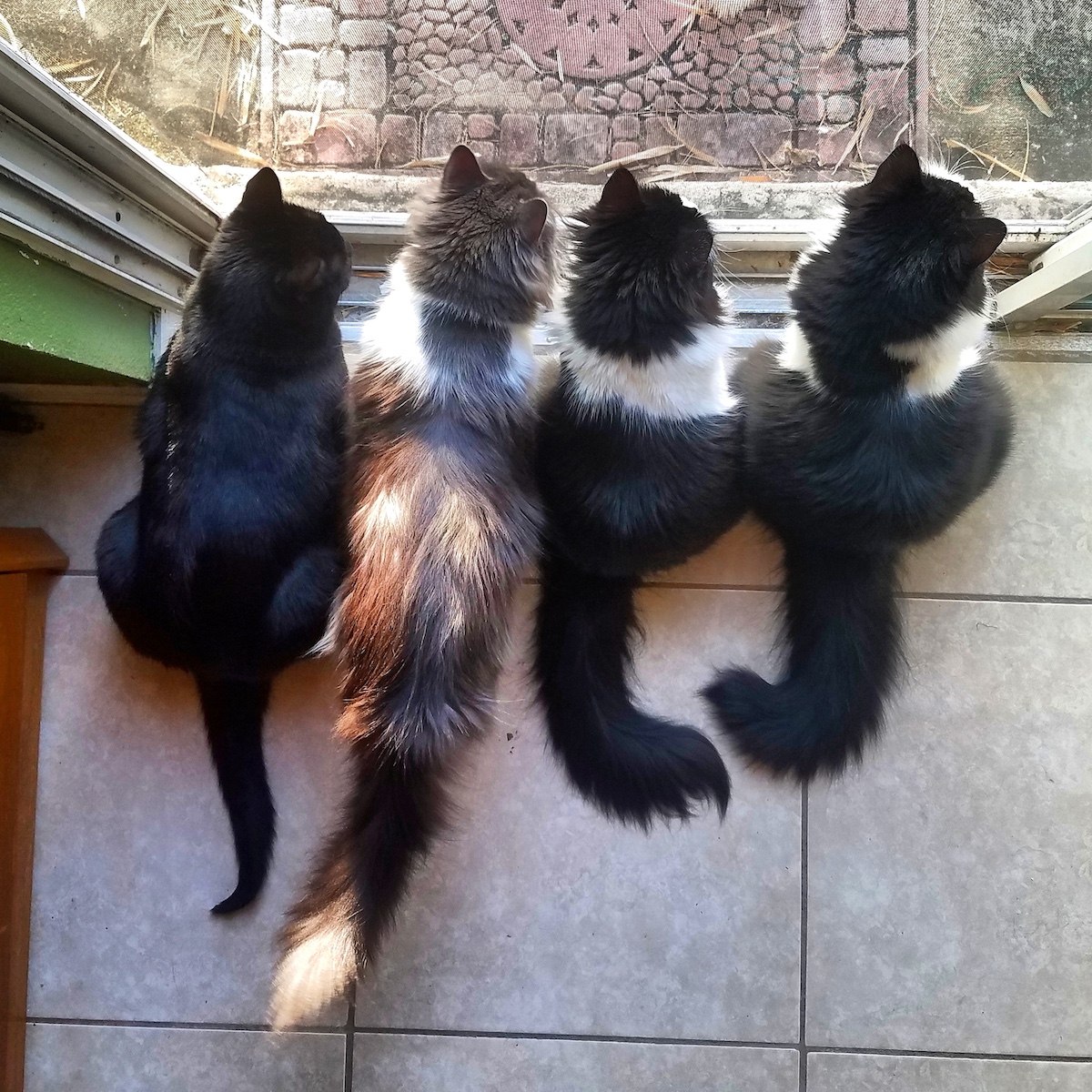Adopting Multiple Cats? What You Need to Know First | The Inspiration Edit
