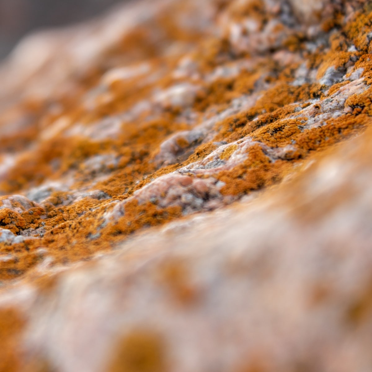 Health Risks of Mold and Safe Removal Tips | The Inspiration Edit