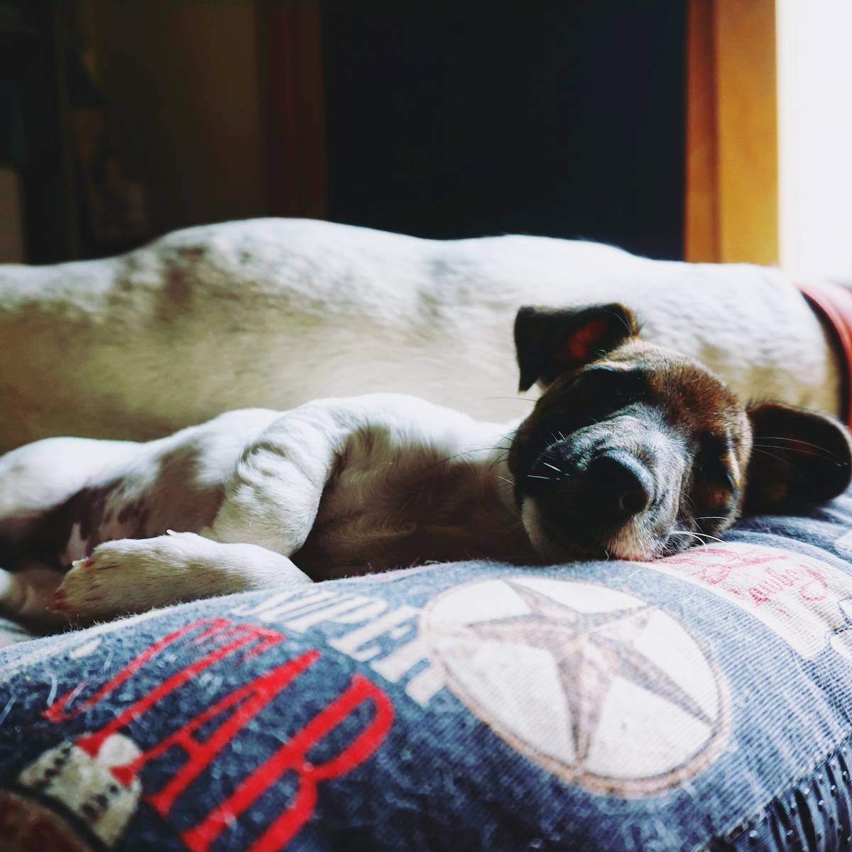 How to Choose the Right Bed Size for Large Dog Breeds? | The ...
