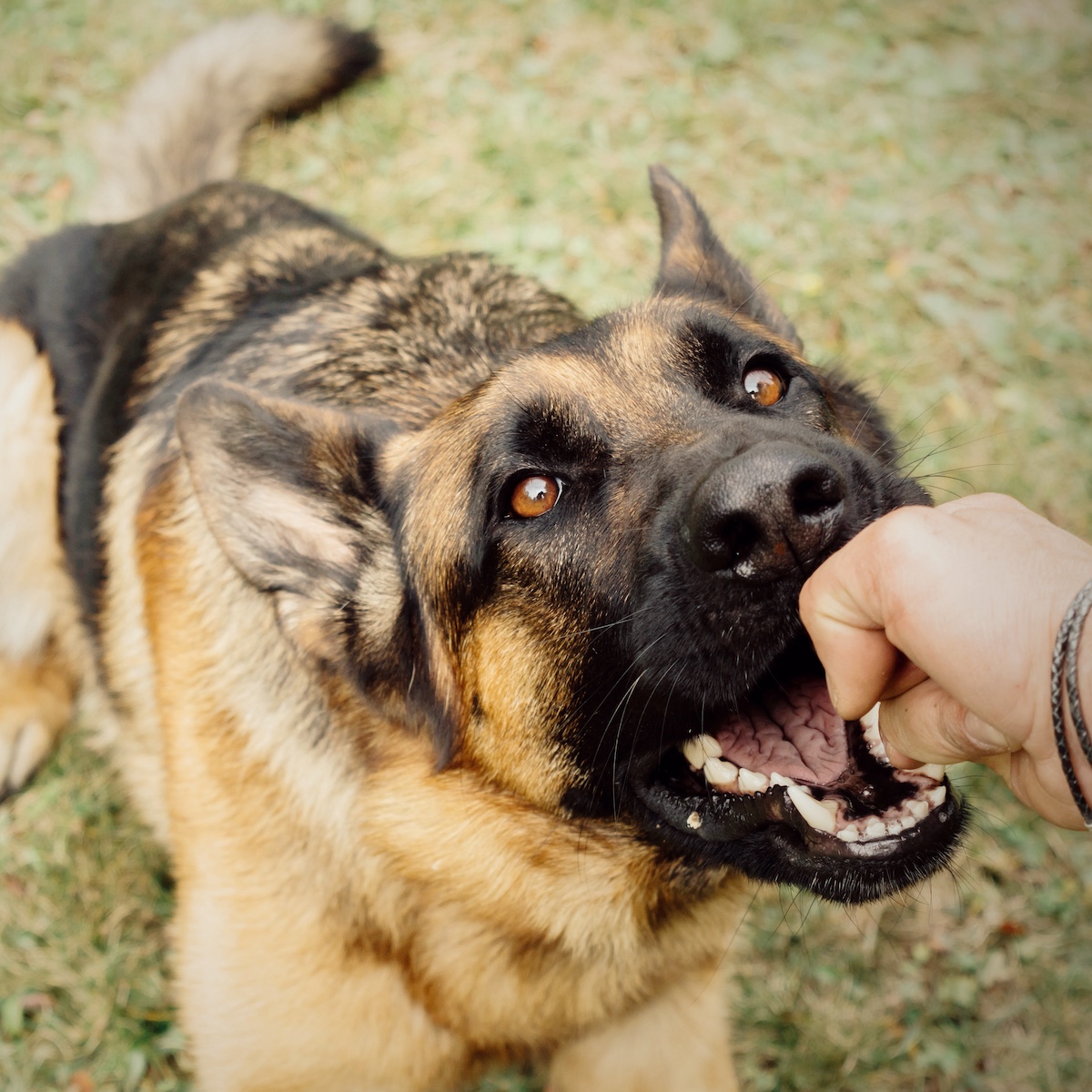 What to Do If a Dog Bites You in a Public Place in Aurora | The ...