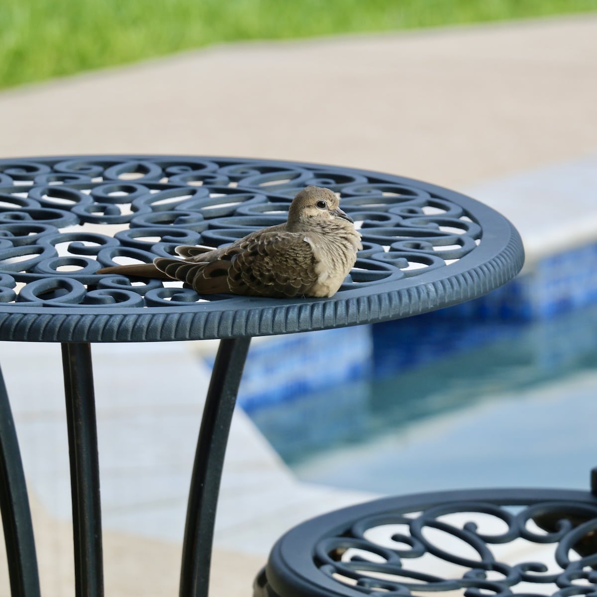 What Makes Outdoor Spaces Feel Inviting for Family and Friends Alike ...