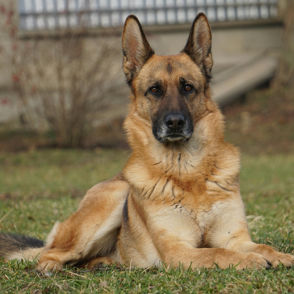How Regular Bone Meal Use Can Improve Your Dog’s Longevity and Vitality ...
