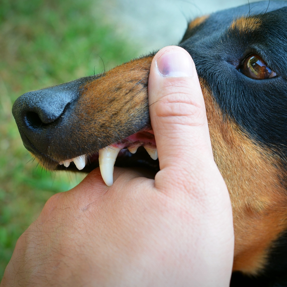 How Strict Liability and One-Bite Rules Work in Dog Bite Cases | The ...